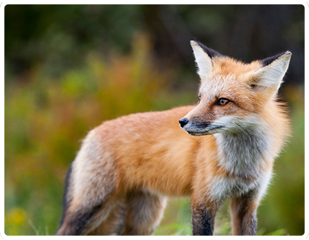 Les om dyr på tur / Lær om naturen / Ut i naturen / Kroppsøving ...