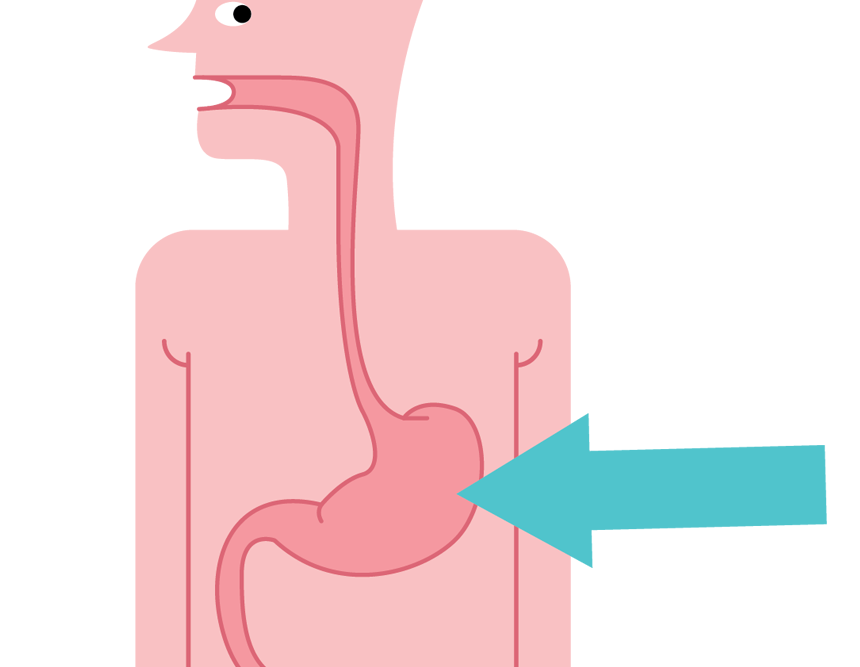Les om tarmen / Tarmen / Kroppen / Kropp og helse / Naturfag / Kanal S ...