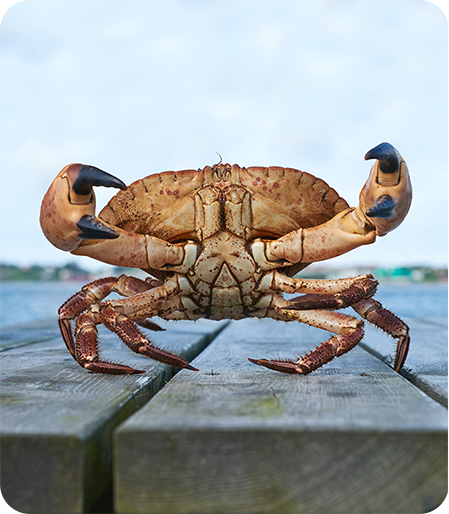 Fange strandkrabber / Kroppsøving / Kanal S 5–7 / Salaby Skole