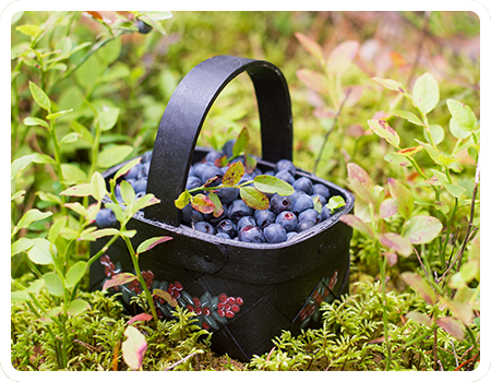 Les om mat i naturen / Lær om naturen / Ut i naturen / Naturfag ...