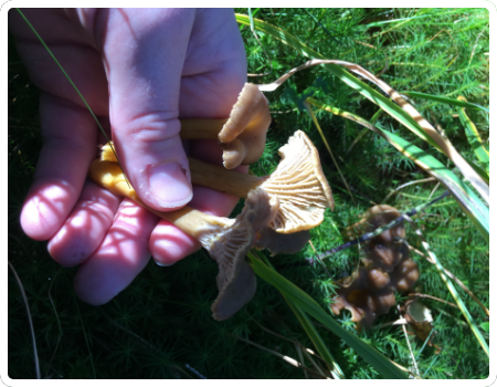 Les om mat i naturen / Lær om naturen / Ut i naturen / Naturfag / Byparken / Container / Salaby DEV