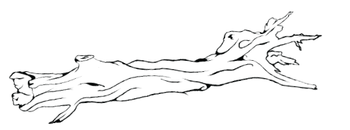 Rotete skog / Trollmannskogen / Naturfag / Byparken 3–4 / Salaby Skole
