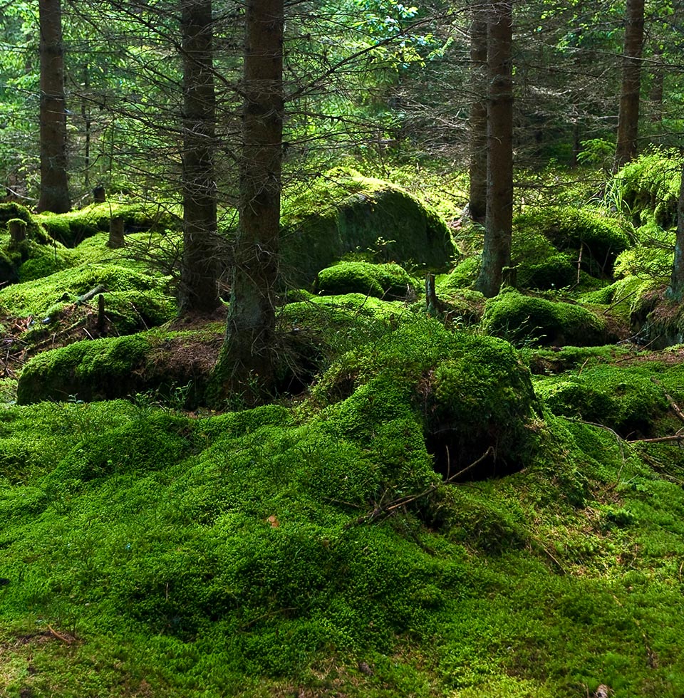 Les om dyr og planter / Livet i skogen / Naturfag / Byparken ...