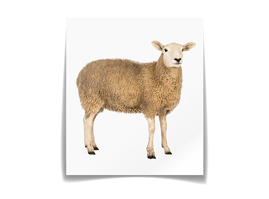 Se på gårdsdyr / På gården / Salaby Barnehage