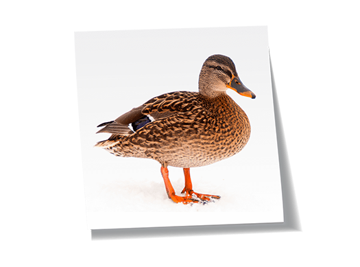 Se på gårdsdyr / På gården / Salaby Barnehage