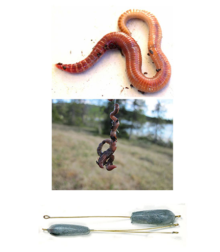 Fiske i ferskvann / Aktiviteter i naturen / Ut i naturen / Naturfag ...