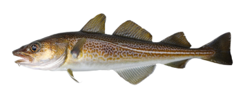 Fisk er sunt, året rundt / Mat for kropp og hode / Mat med Geitmyra ...