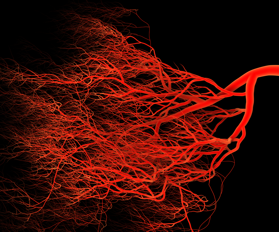 Les om blodet / Blodet / Kroppen / Kropp og helse / Naturfag / Kanal S ...