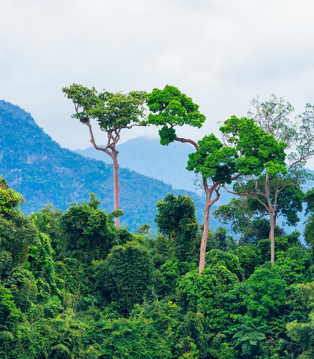 Les om regnskogen / Regnskogen / Samfunnsfag / Kanal S 5–7 / Salaby Skole