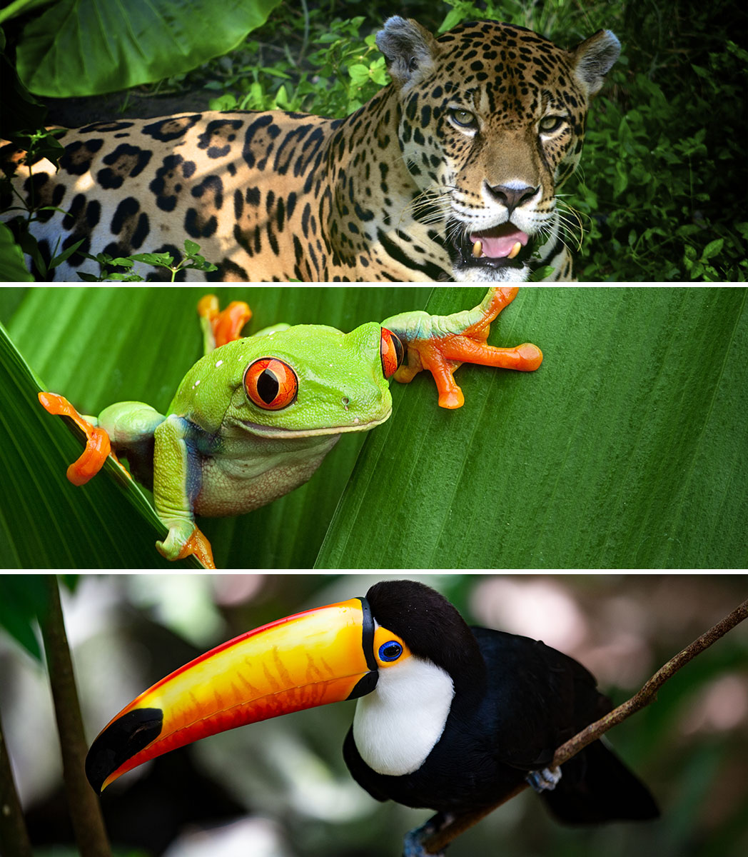 Les om regnskogen / Regnskogen / Samfunnsfag / Kanal S 5–7 / Salaby Skole