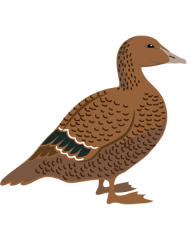 Les og svar nivå 2: Fugler / Livet i lufta / Naturfag / Byparken 3–4 ...